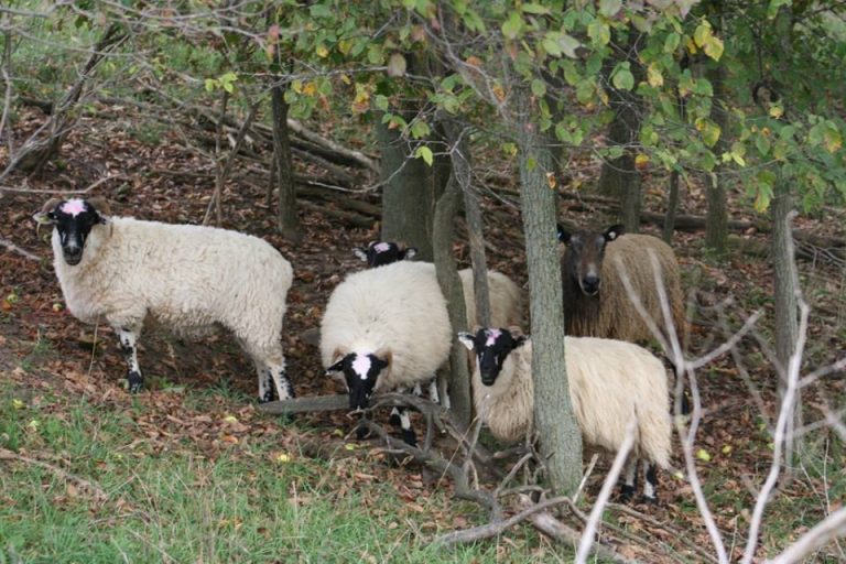 Michigan Sheep Producers Association | MSPA
